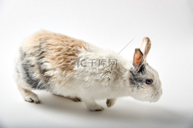 在白色的兔子高清摄影大图-千库网