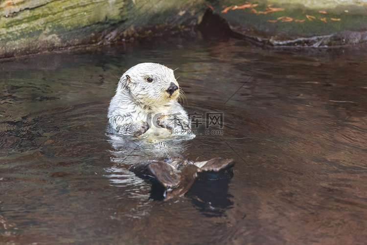 海獭 (Enhydra Lutris)高清摄影大图-千库网