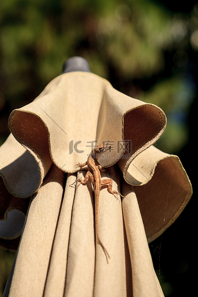 棕色古巴变色龙 Anolis sagrei 挂在棕色织物伞上高清摄影大图-千库网