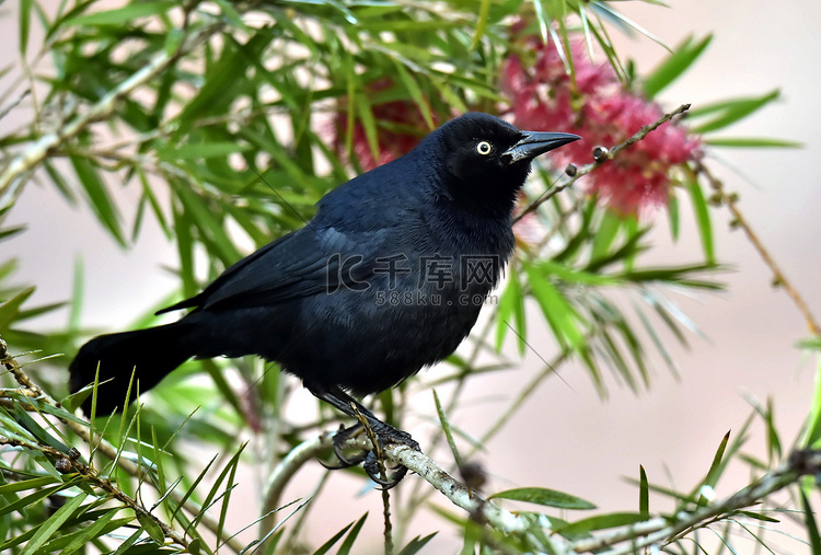 Greater Antillean grackle (Quiscalus niger)高清摄影大图-千库网