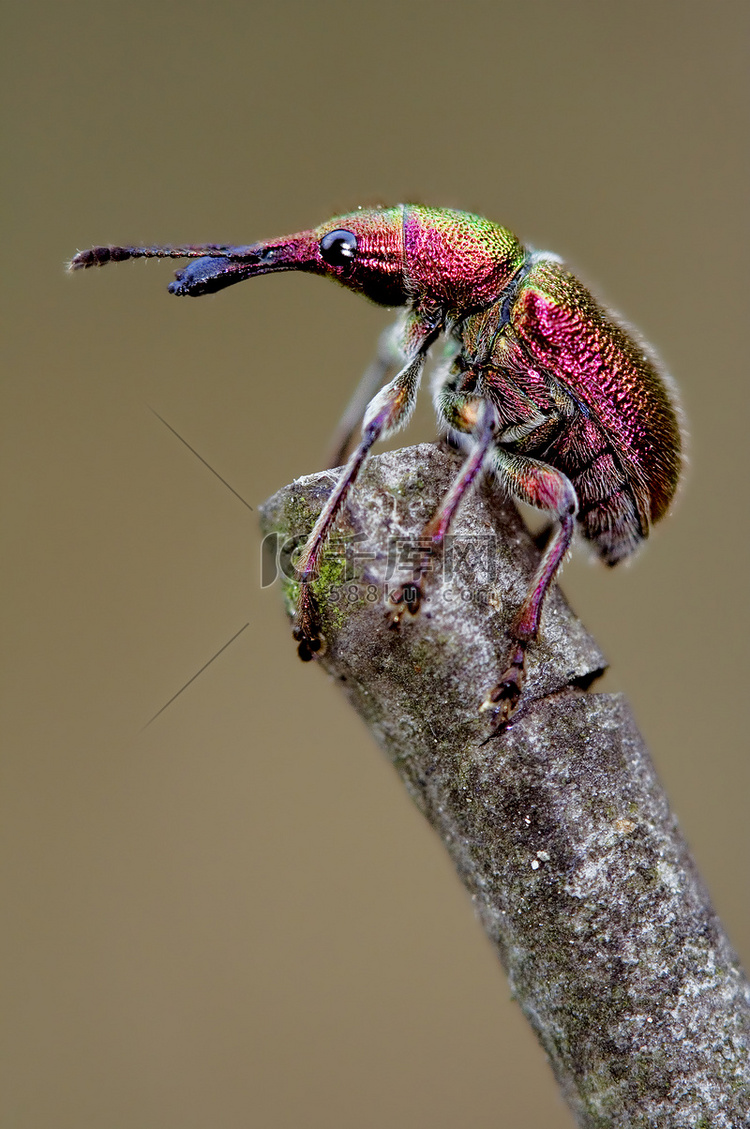 斑鳖科 Rhychites高清摄影大图-千库网