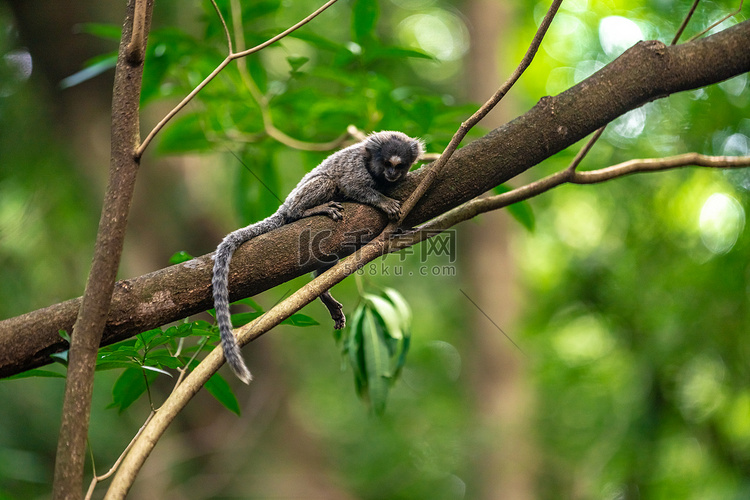 野外一棵树上的狨猴高清摄影大图-千库网