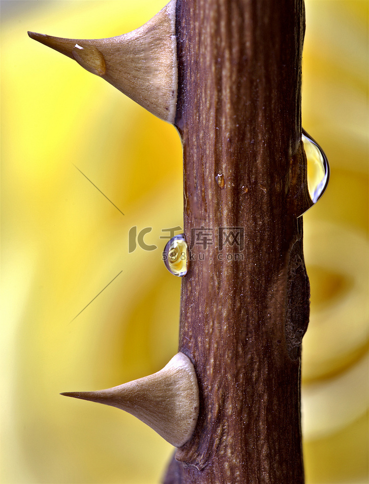 玫瑰和荆棘宏关闭高清摄影大图-千库网