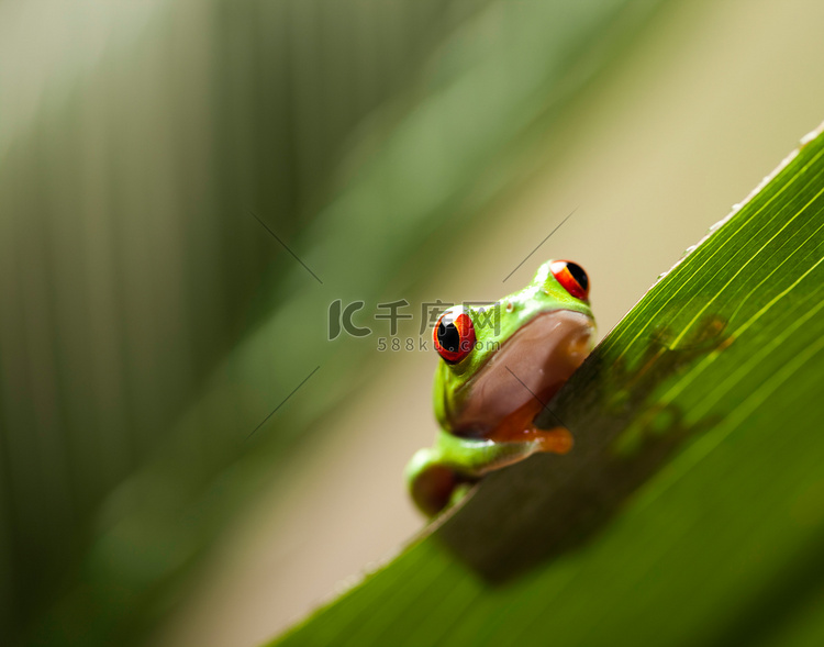 彩色背景丛林中的青蛙高清摄影大图-千库网