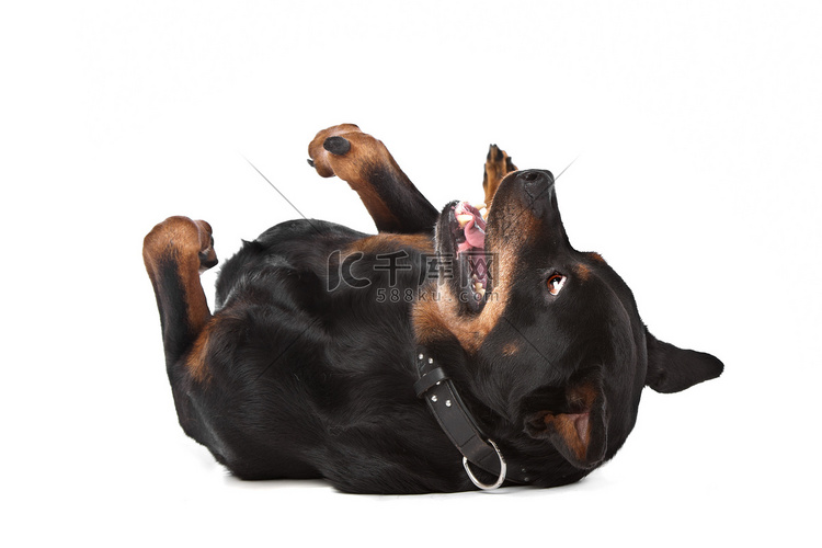 罗威纳犬高清摄影大图-千库网