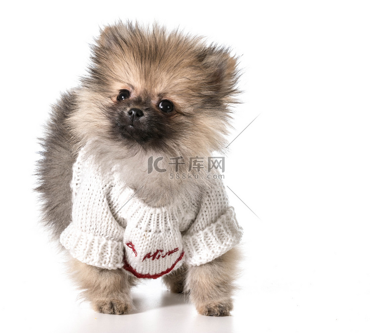 情人节小狗高清摄影大图-千库网