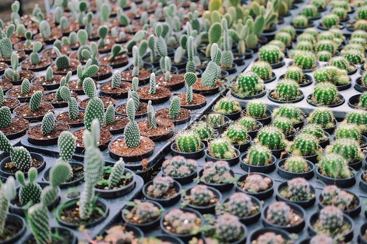 在锅里种植多汁的仙人掌植物。高清摄影大图-千库网