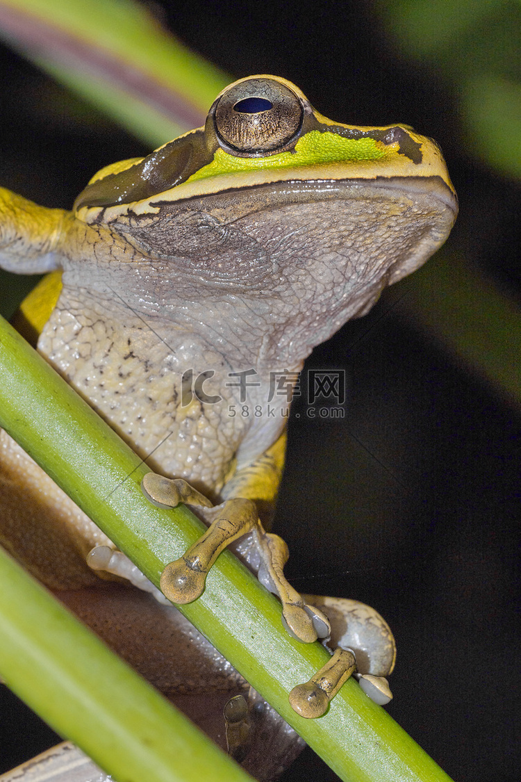 哥斯达黎加科尔科瓦多国家公园的新格拉纳达交叉带状树蛙高清摄影大图-千库网