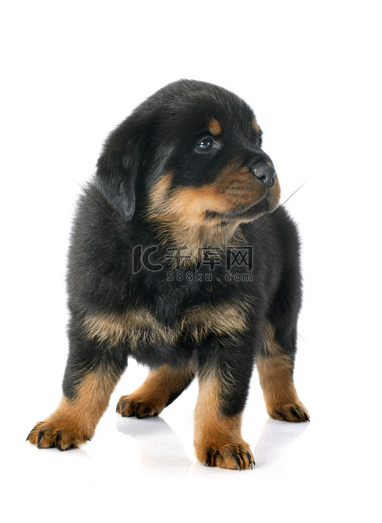 小狗罗威纳犬高清摄影大图-千库网