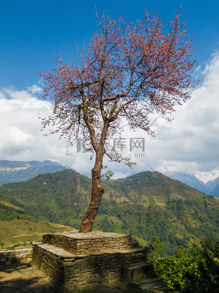 尼泊尔的一棵树高清摄影大图-千库网