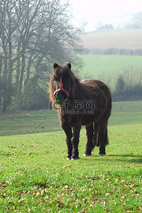 一匹小马高清摄影大图-千库网