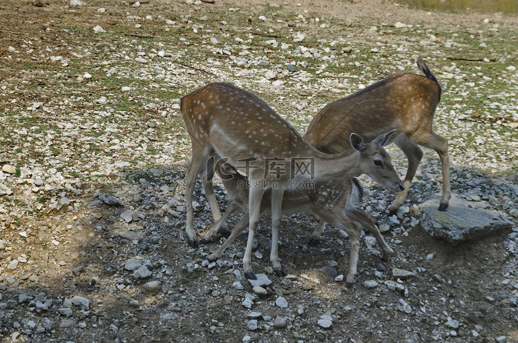 两个 roes 和一个婴儿 about rack高清摄影大图-千库网