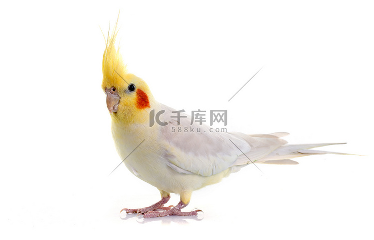 玄凤鹦鹉高清摄影大图-千库网