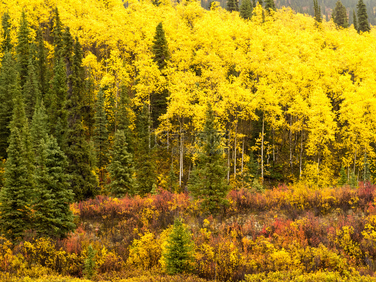加拿大育空地区的金黄色秋季北方森林高清摄影大图-千库网