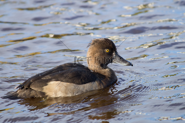 鸭科鸟类 - Aythya fuligula（雌性）高清摄影大图-千库网