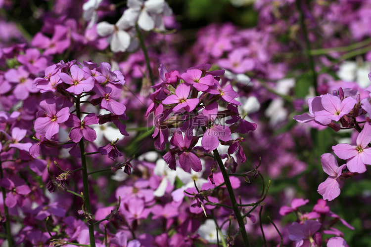 贵妇人的火箭花高清摄影大图-千库网