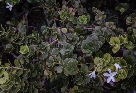 Carissa 大果。高清摄影大图-千库网