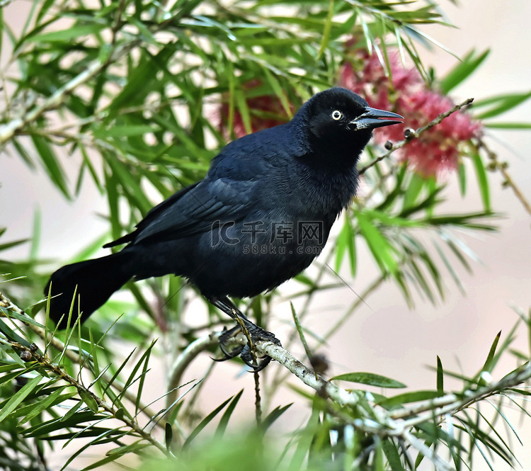 Greater Antillean grackle (Quiscalus niger)高清摄影大图-千库网