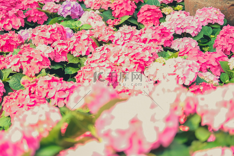 生长在花园里的开花的桃红色八仙花属高清摄影大图-千库网