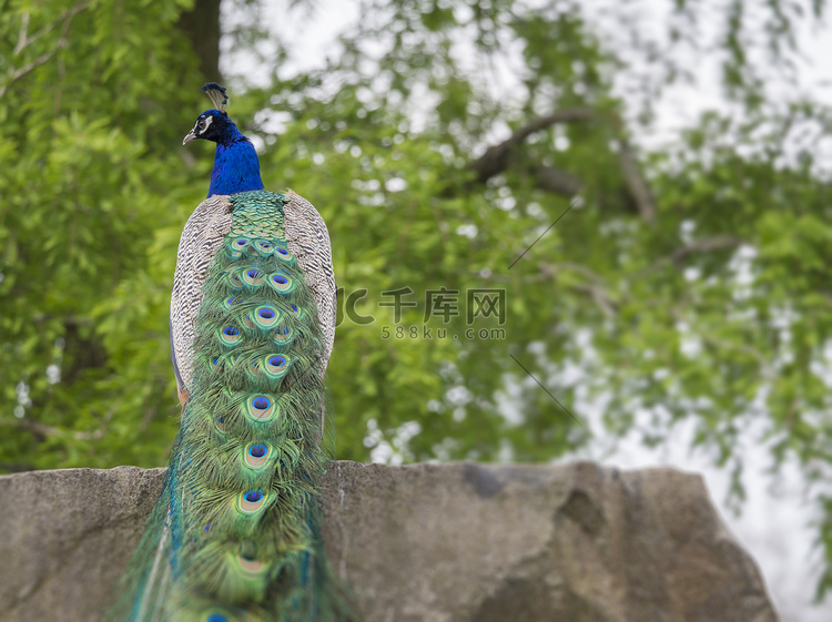 印度孔雀或蓝孔雀 Pavo cristatus 坐在岩石上，有选择地聚焦。高清摄影大图-千库网