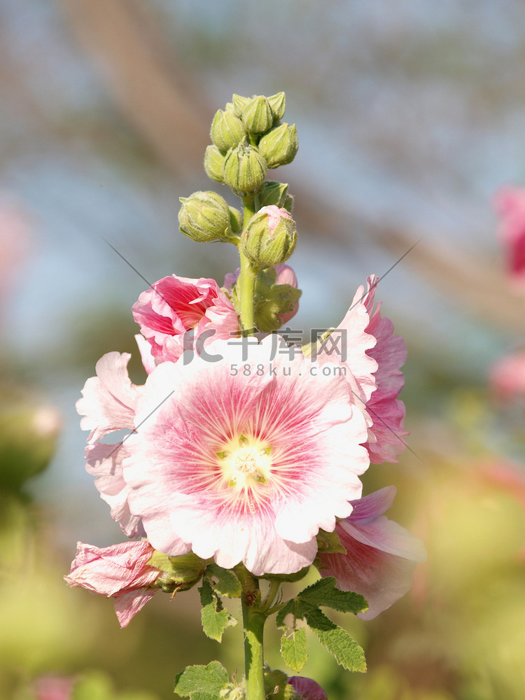 粉色蜀葵（Althaea rosea）在夏日开花高清摄影大图-千库网