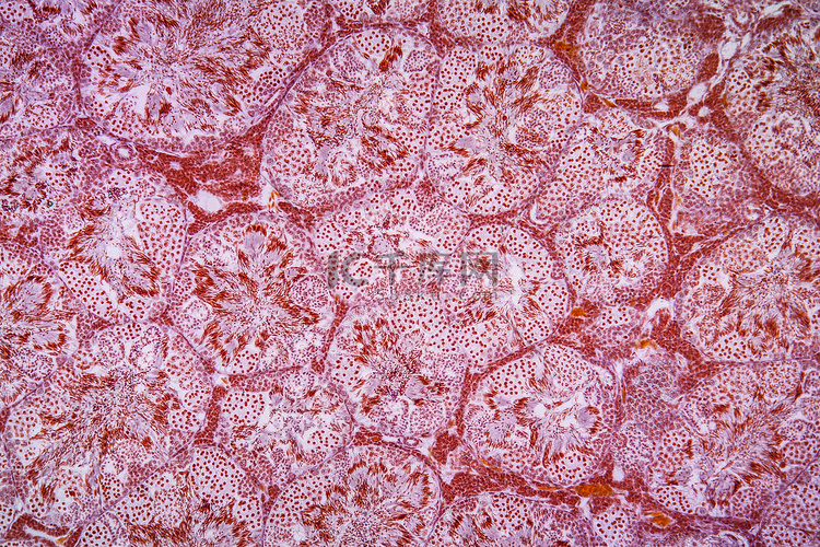 100 倍显微镜下的性腺和精子组织高清摄影大图-千库网