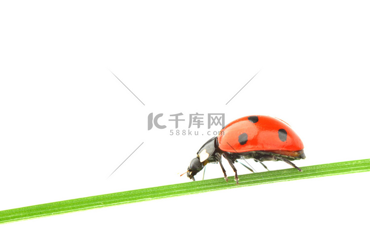 草地上的瓢虫高清摄影大图-千库网