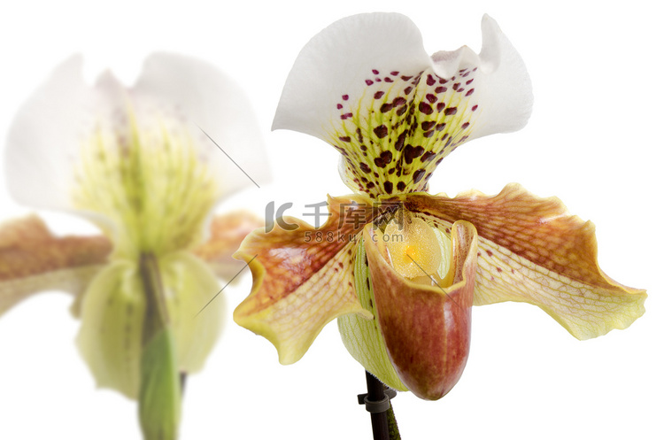 兰花 (Paphiopedilum Maudiae) 的特写高清摄影大图-千库网