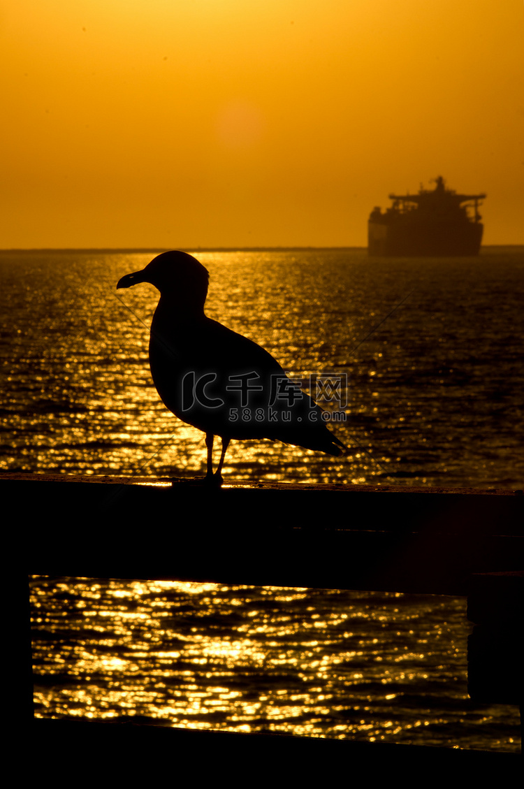 配置文件 Sillhouette Seagul高清摄影大图-千库网