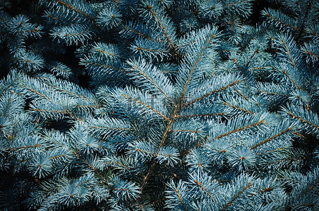 蓝色云杉多刺的分支高清摄影大图-千库网