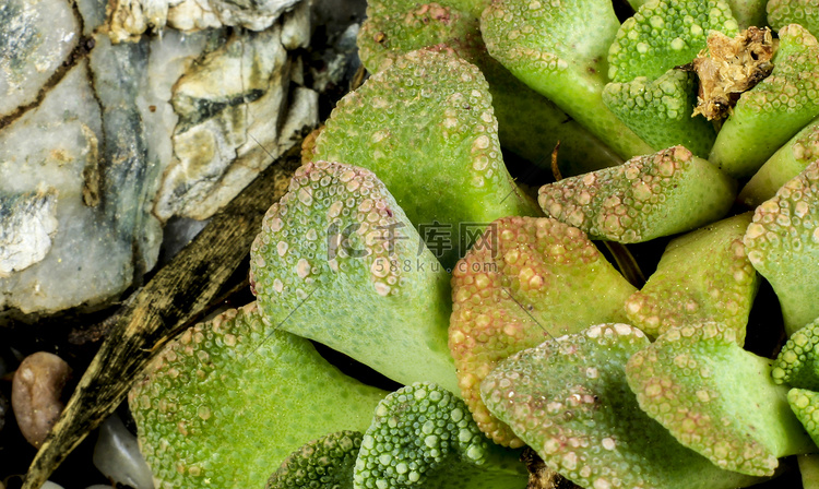 花园中的 Titanopsis calcarea 多汁植物高清摄影大图-千库网