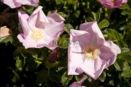 狗玫瑰高清摄影大图-千库网