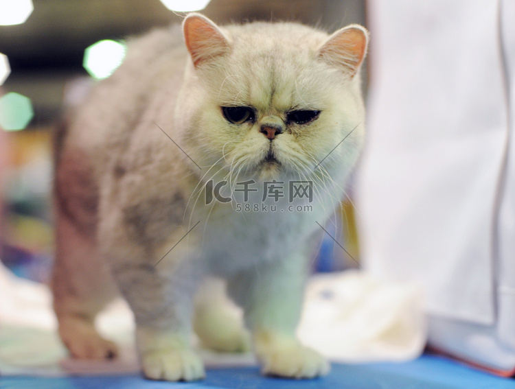 展览中的纯种猫高清摄影大图-千库网