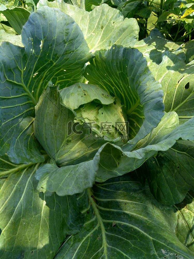 关闭年轻的绿色卷心菜植物 (Brassica oleracea)。高清摄影大图-千库网