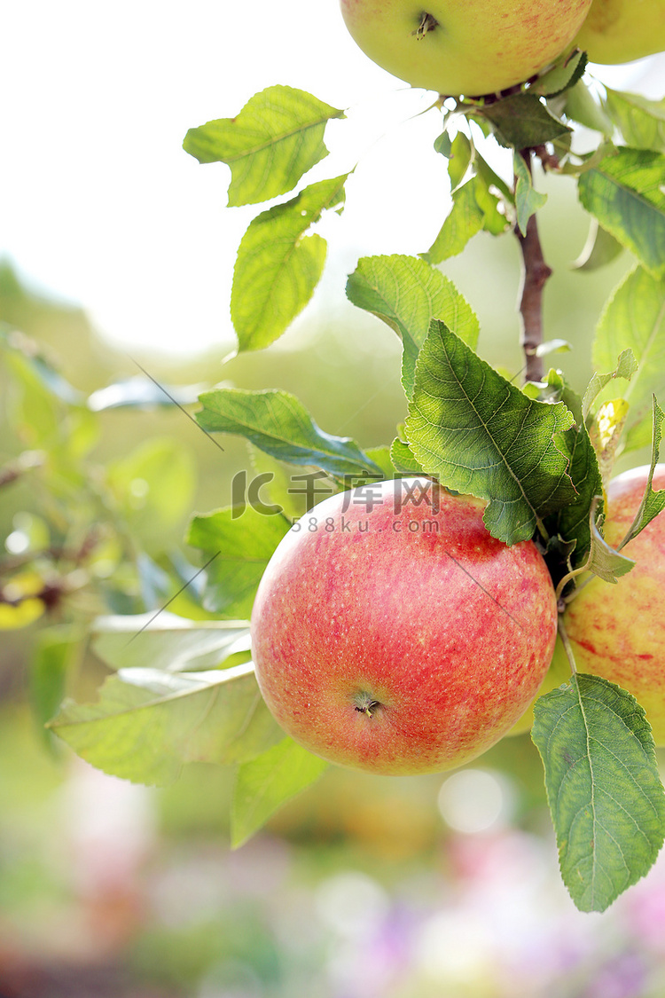 树上的苹果高清摄影大图-千库网