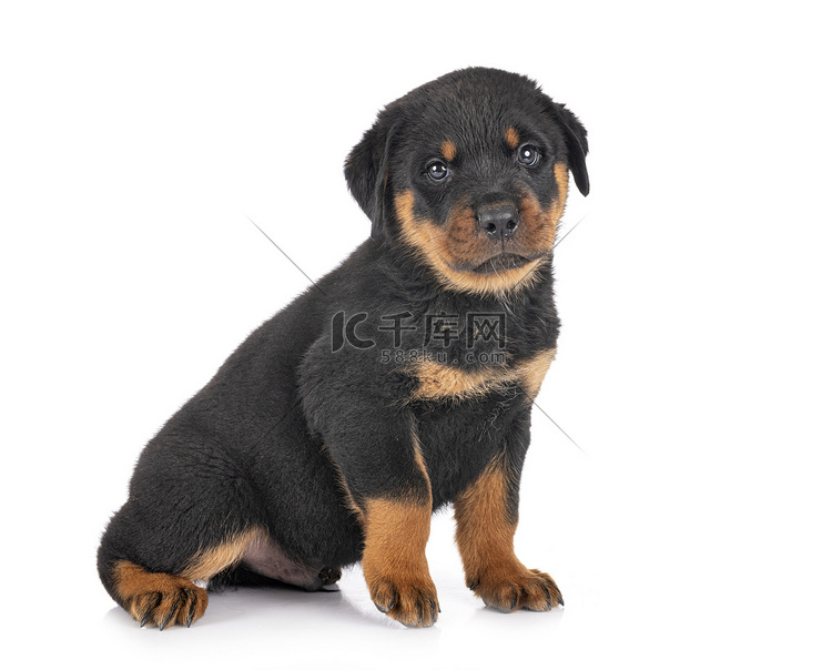 小狗罗威纳犬在工作室高清摄影大图-千库网