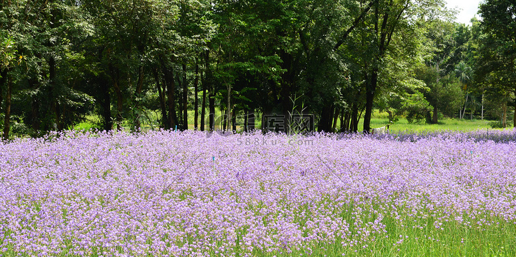 Murdannia giganteum (Vahl.)Br.，鸭跖草科，加冕的甜紫色花高清摄影大图-千库网