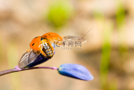 开始飞行。高清摄影大图-千库网