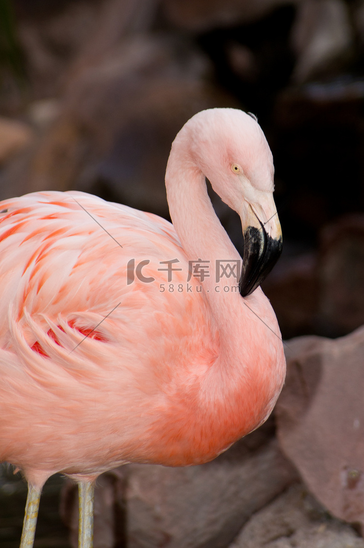 粉红火烈鸟高清摄影大图-千库网