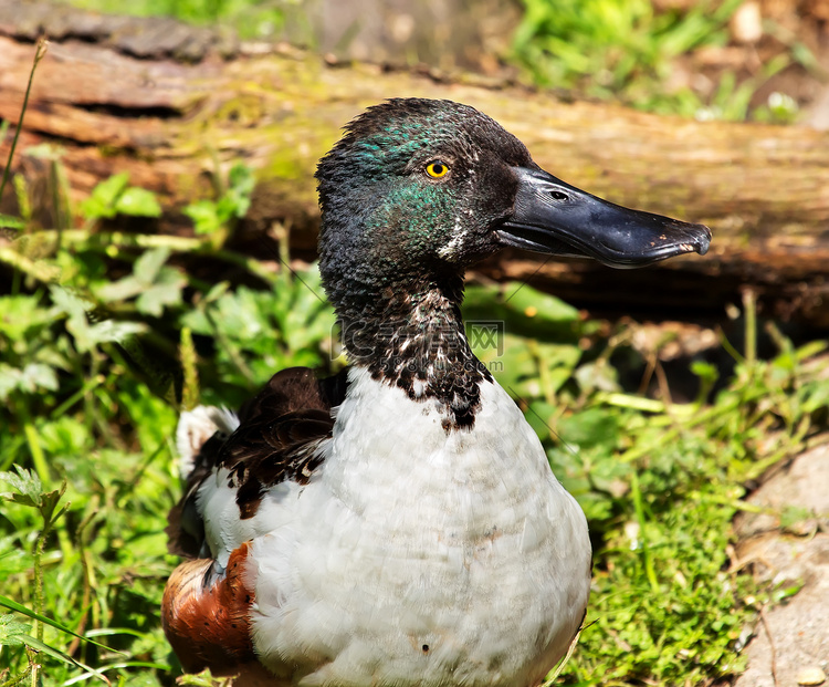 草丛中的雄性北方铲鸭 Anas Clypeata高清摄影大图-千库网