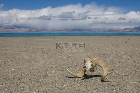 在山湖的 Ibex 头骨高清摄影大图-千库网