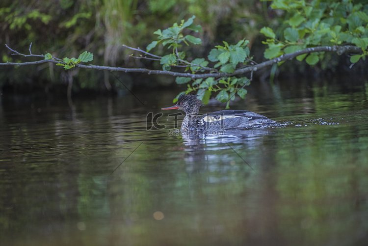 红胸秋沙鸭，mergus serrator高清摄影大图-千库网