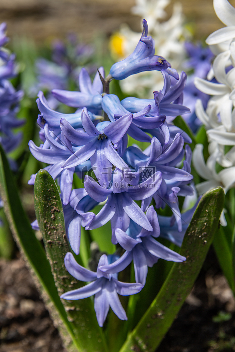 花坛中的风信子高清摄影大图-千库网