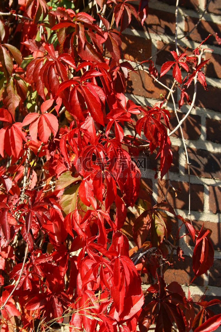 弗吉尼亚爬山虎 (Parthenocissus quinquefolia)高清摄影大图-千库网