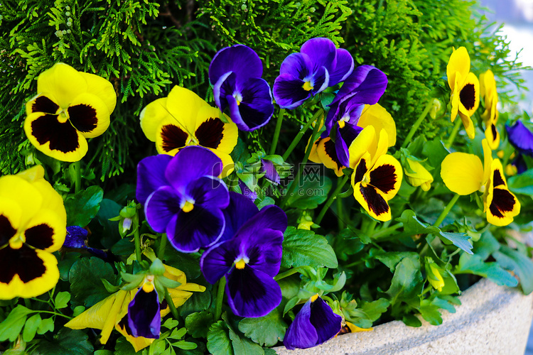 在阳光明媚的日子里，花园里的紫罗兰花，有选择的焦点。高清摄影大图-千库网