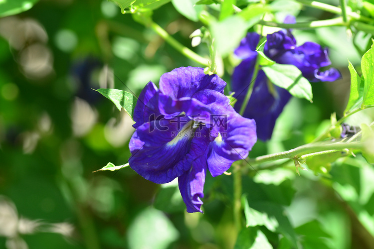 亚洲鸽翅或蝴蝶豌豆高清摄影大图-千库网