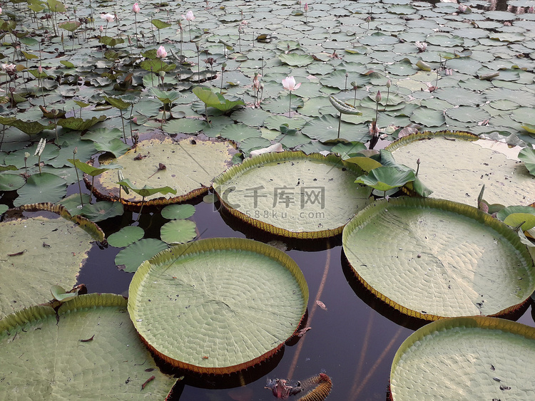 沼泽中的莲花高清摄影大图-千库网