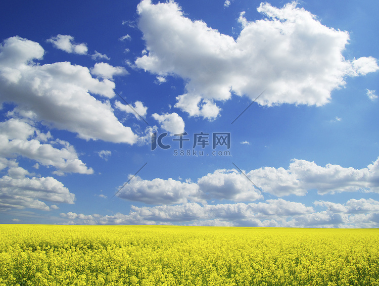 油菜花田高清摄影大图-千库网
