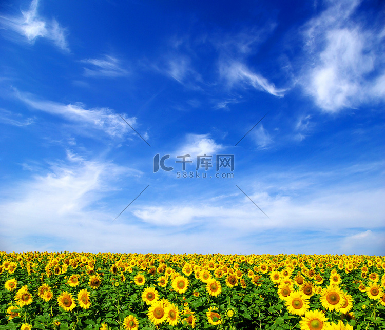 向日葵田高清摄影大图-千库网