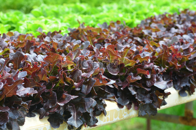 绿橡木和红橡木高清摄影大图-千库网